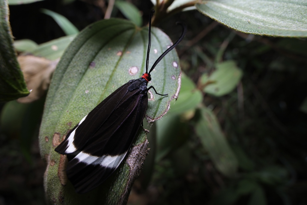 Pidorus atratus from 香港马鞍山 on October 14, 2023 by Yifei Huang · iNaturalist