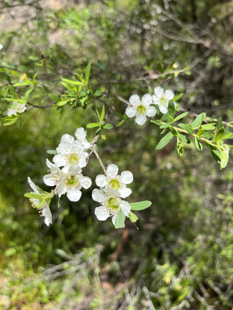 Tantoon from Kanimbla Dr, Blackheath, NSW, AU on December 3, 2023 at 11 ...