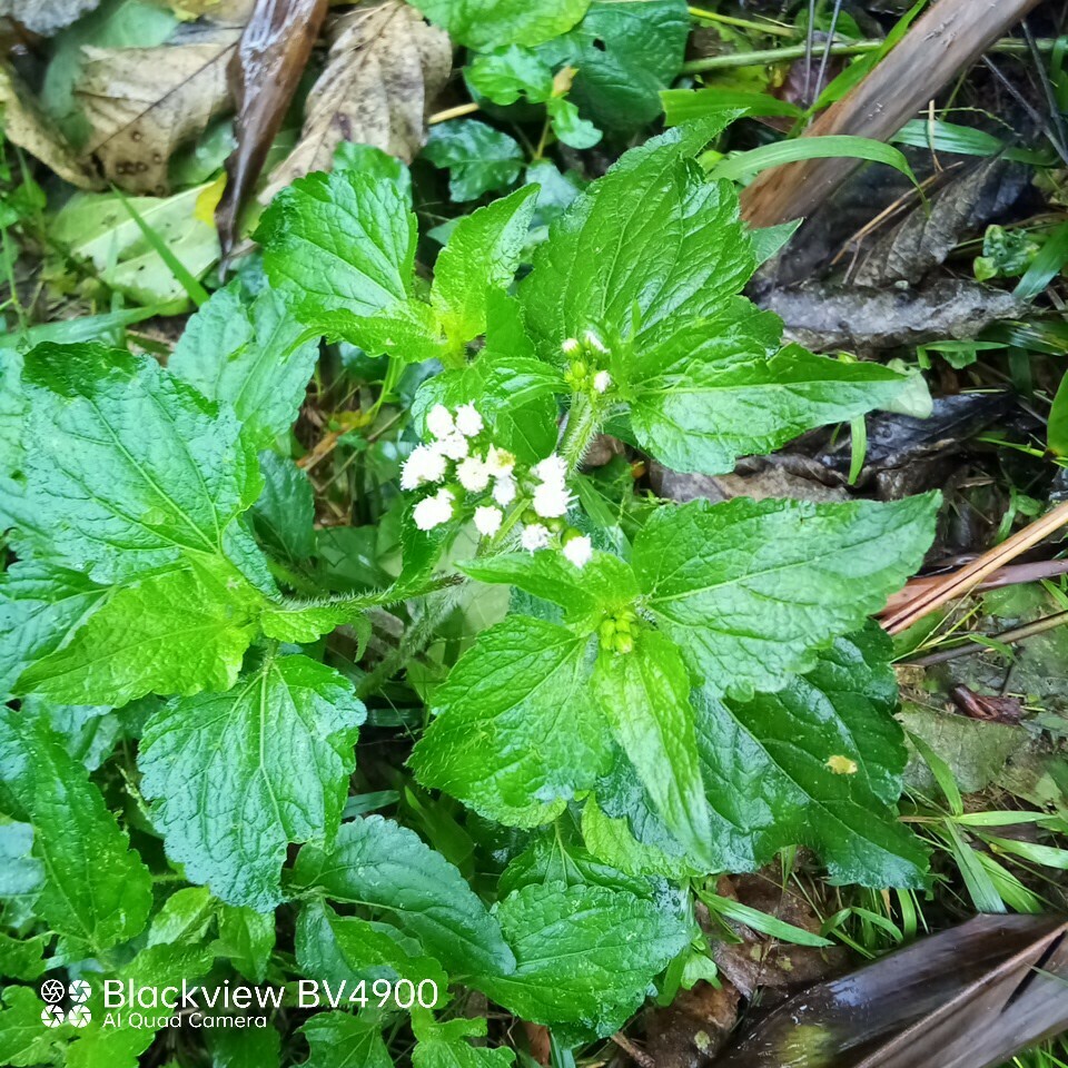 billygoat weed from Ouésso, République du Congo on November 25, 2023 at ...