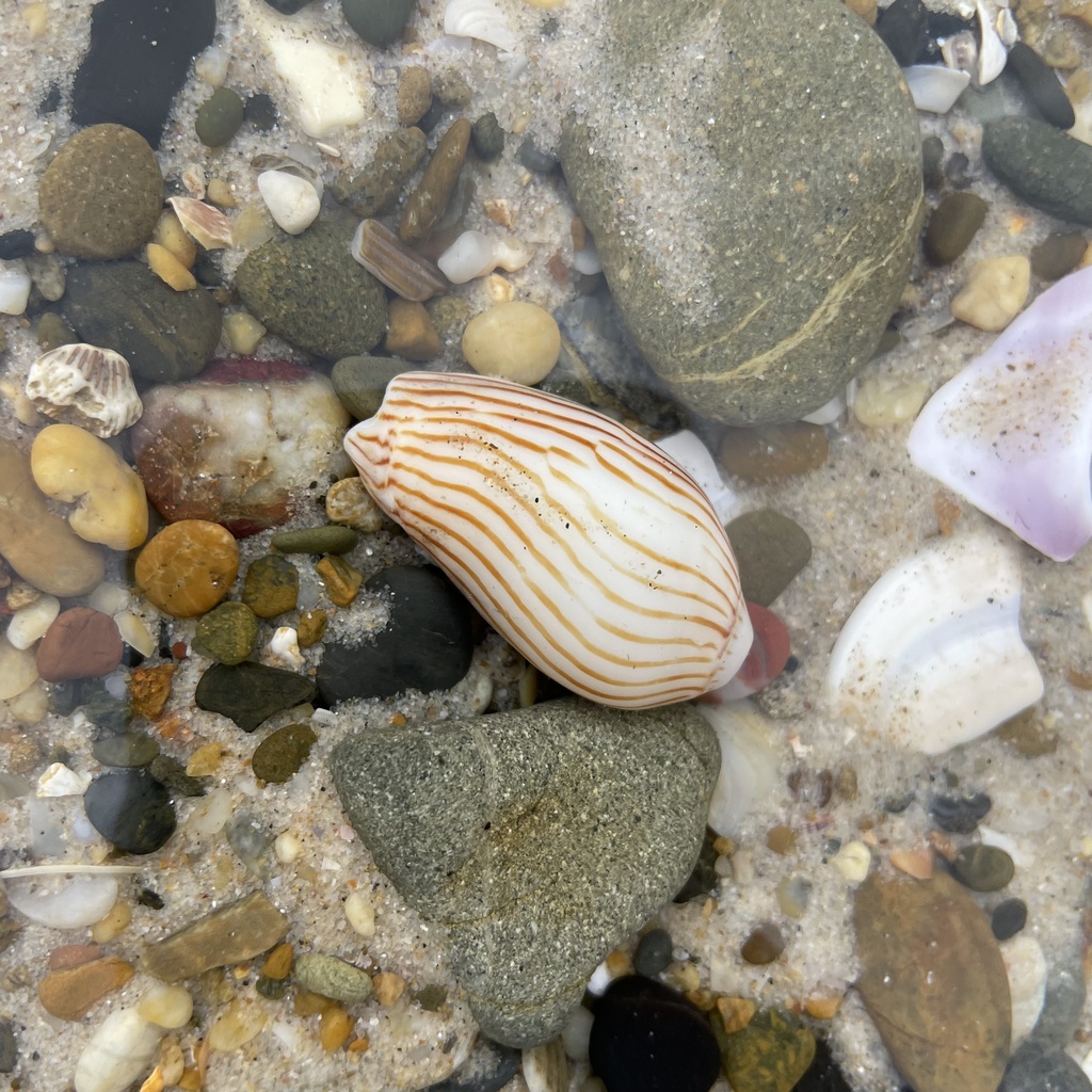 Zebra Volute from Hastings Point, NSW, AU on April 20, 2023 at 12:24 PM ...