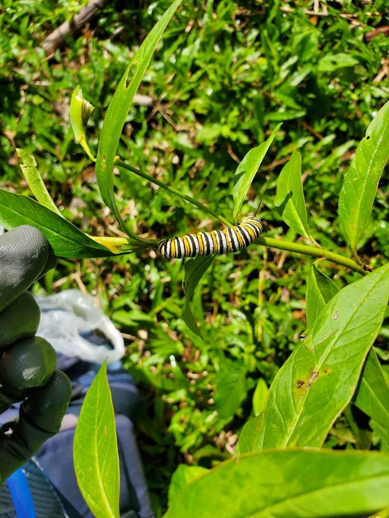 Monarch from Umatac, Guam on December 2, 2023 at 01:39 PM by Allison ...