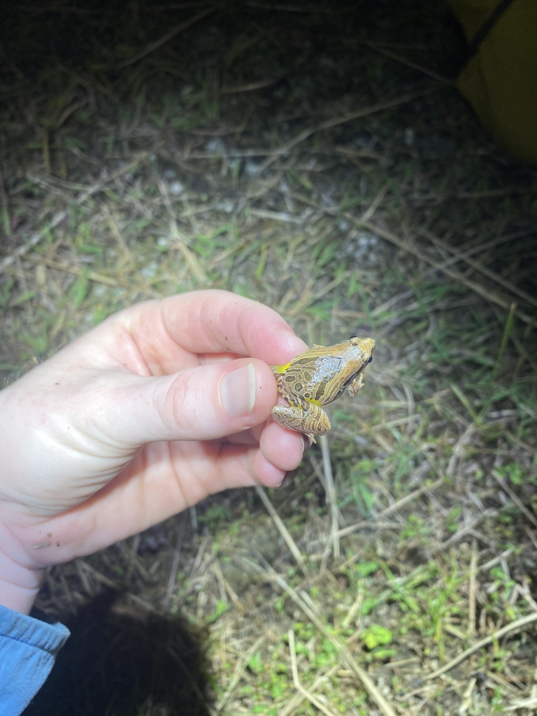 Beautiful Pygmy Frog from Santa Rita, Guam on December 1, 2023 at 07:11 ...