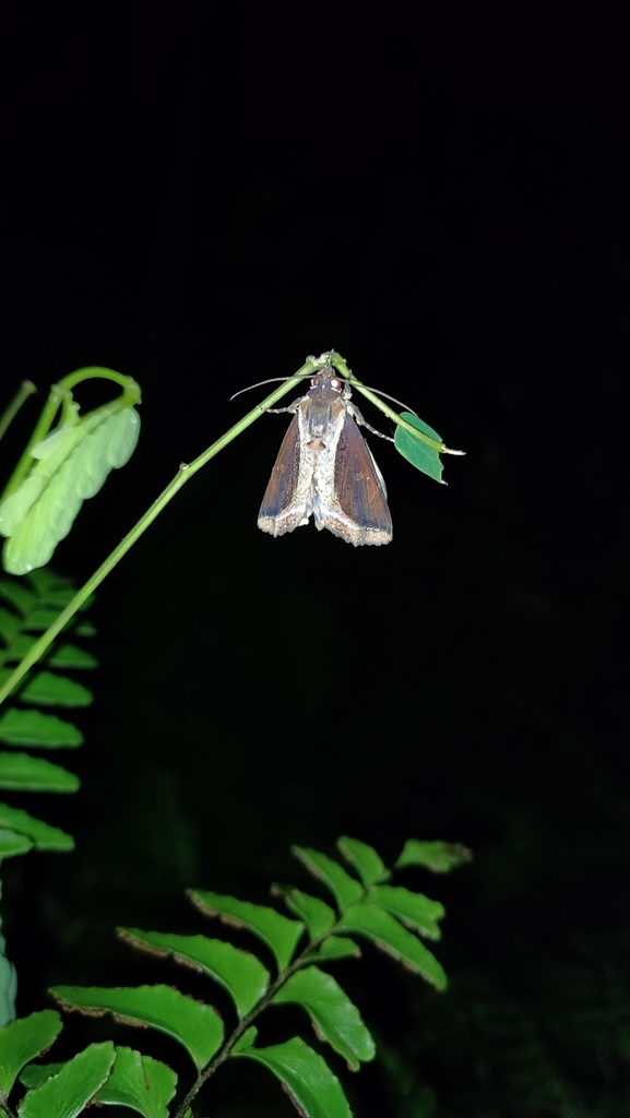 Ercheia cyllaria from J7F3+VR, Paduvannur, Karnataka 574223, India on ...