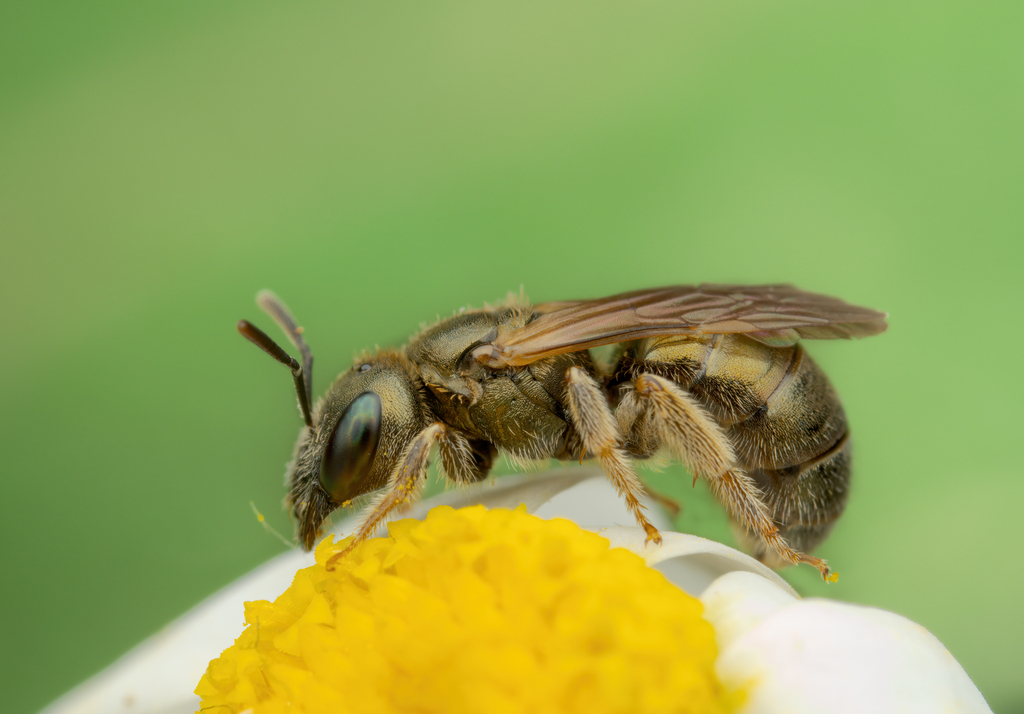 Halictus cephalicus from Qark Gjirokastra, Albanien on May 29, 2023 at ...