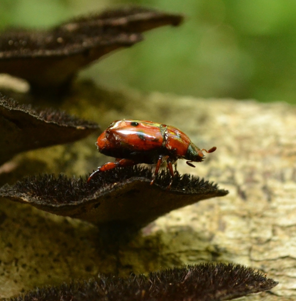 Masked Chafers and Rice Beetles from 24954 Camp., México by Yolanda ...