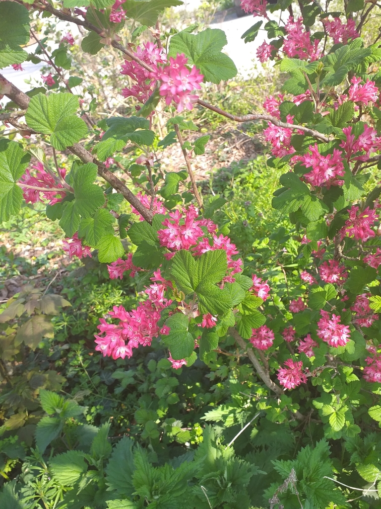 Red-flowering Currant from Lycée St-Exupéry, 35000 Rennes, France on ...
