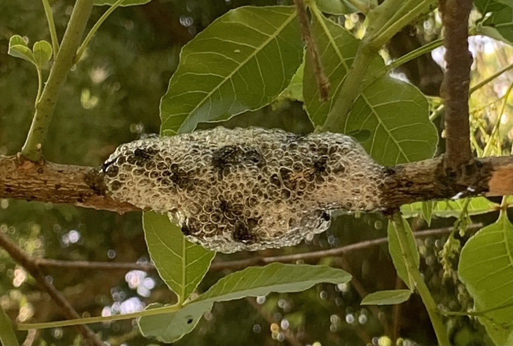 Common Raintree Spittlebug from The Island Nature Reserve, Gqeberha, EC ...