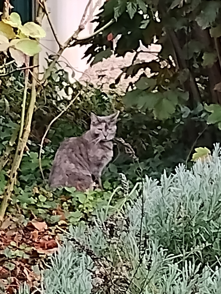Domestic Cat from Canton de Rouen-1, Rouen, France on October 20, 2023 ...