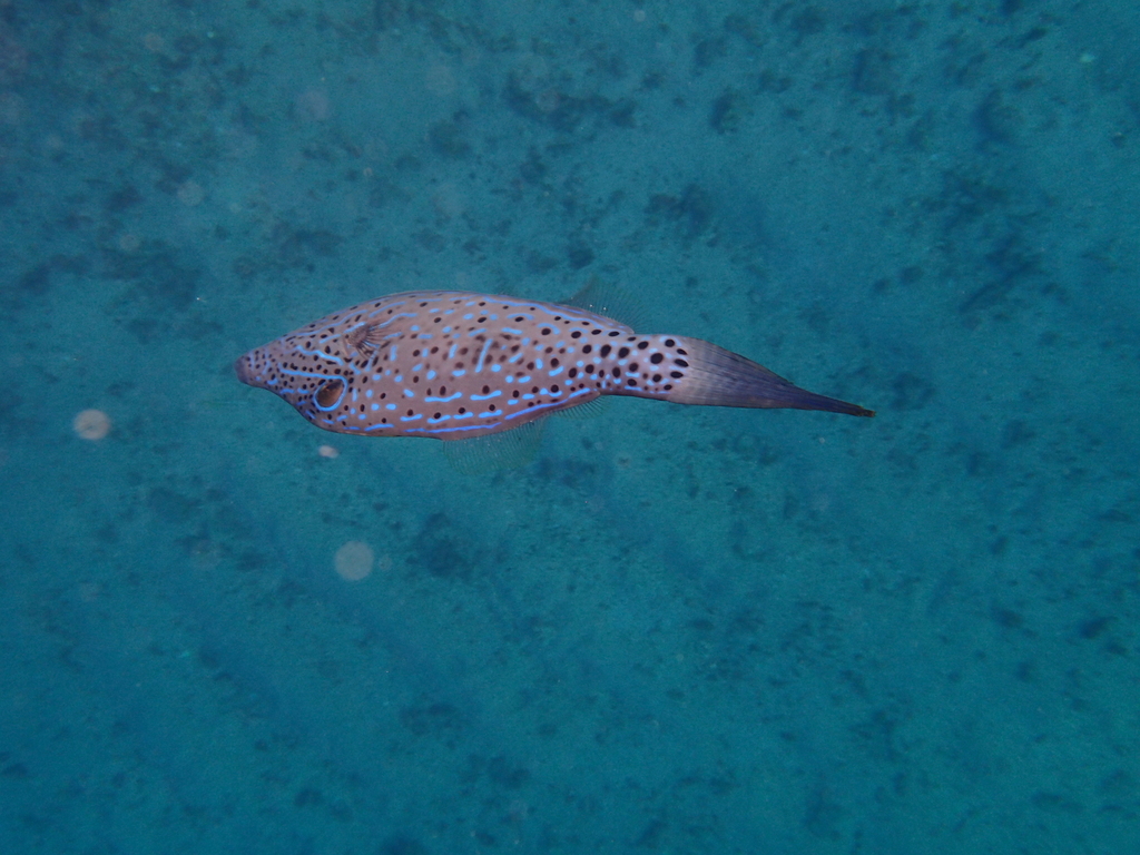 Scrawled Filefish from Marsa Alam, Red Sea Governorate, Egypt on ...