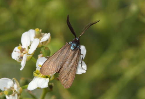 Rhagades amasina · iNaturalist