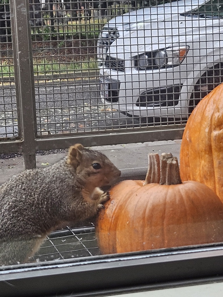 Fox Squirrel from Southeast Portland, Portland, OR, USA on December 3 ...
