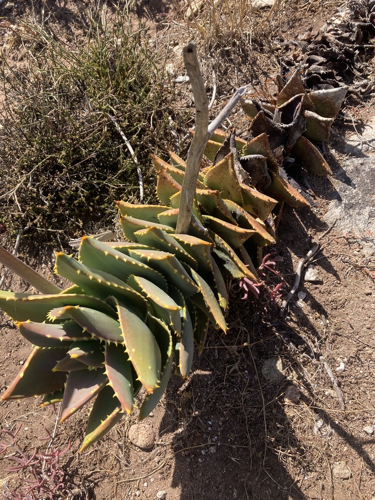 Jewel Aloe from Strandloper Street, Jacobs Bay, WC, ZA on November 24 ...