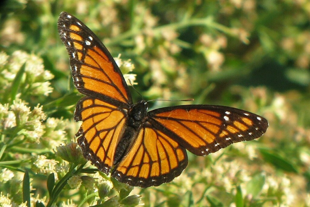 Viceroy from Baltimore County, MD, USA on September 24, 2012 at 09:40 ...