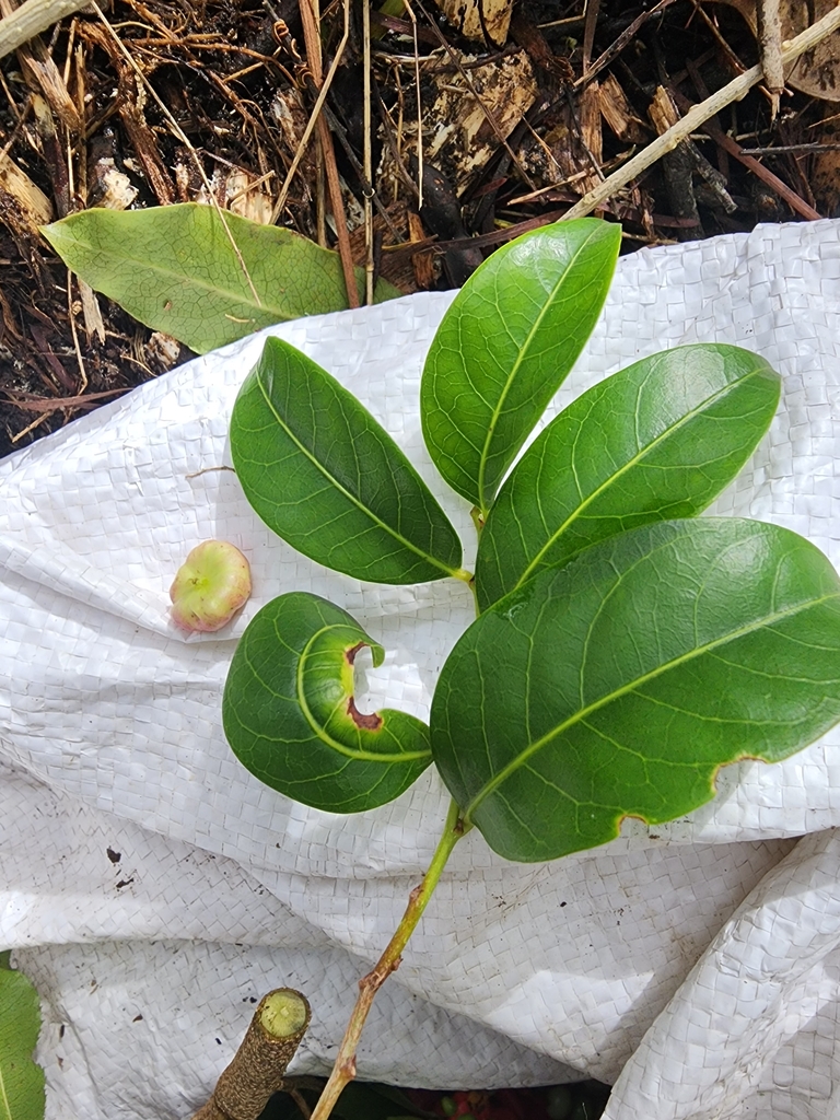Cheese Tree from Pidding Park, Pidding Rd, Ryde NSW 2112, Australia on ...