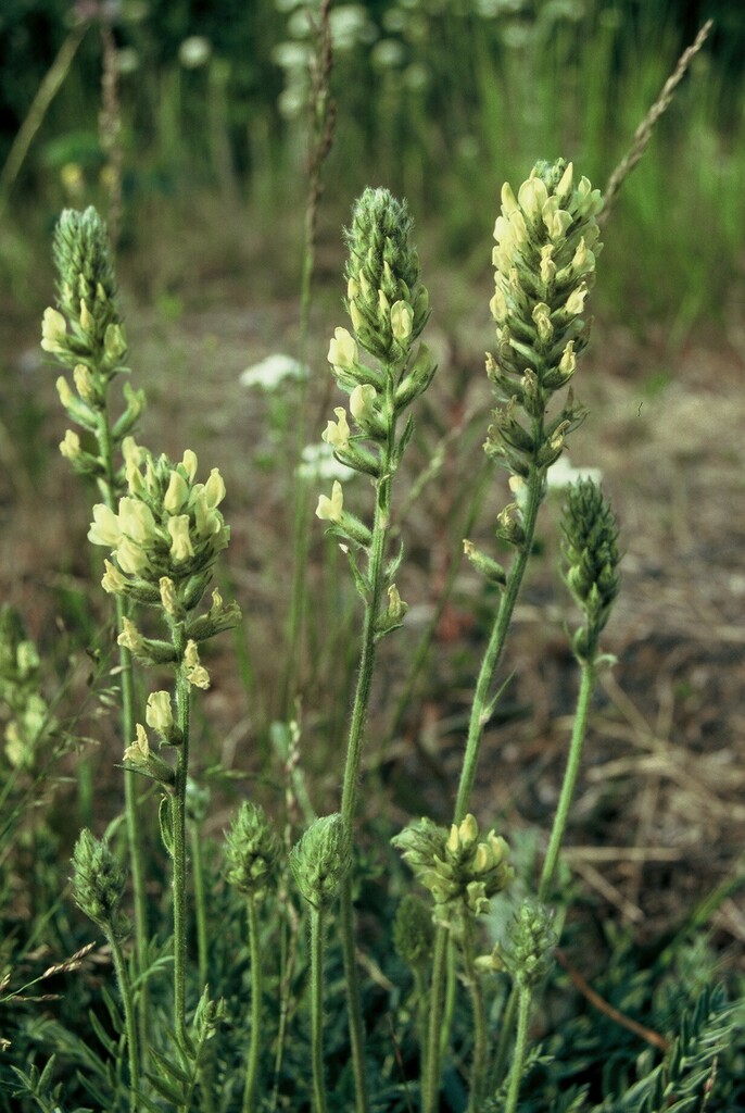 field locoweed from Yellowknife, NT X0E, Canada on July 9, 2004 by ...