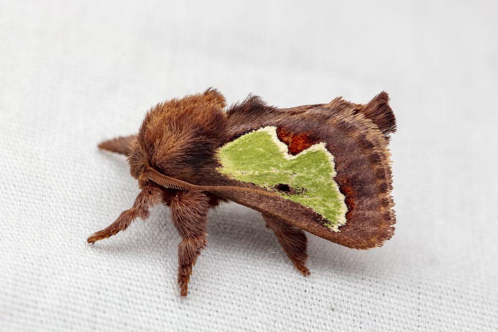 Spiny Oak-slug Moth from Flanders, NY, USA on June 12, 2023 at 12:53 AM ...