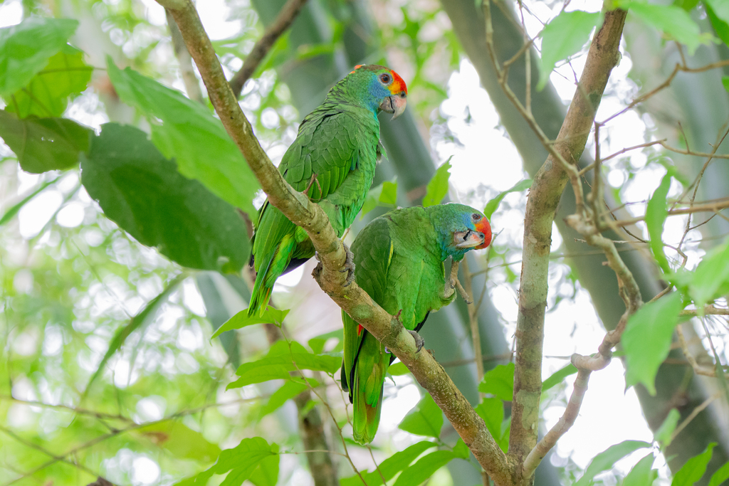 Red-browed Amazon in November 2023 by Grigolin · iNaturalist
