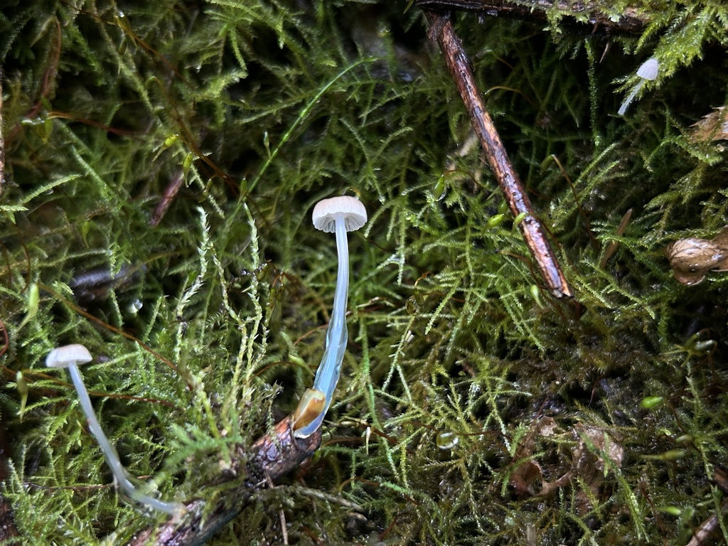 Dripping Bonnet from Bluff St, Ferndale, CA, US on December 3, 2023 at ...