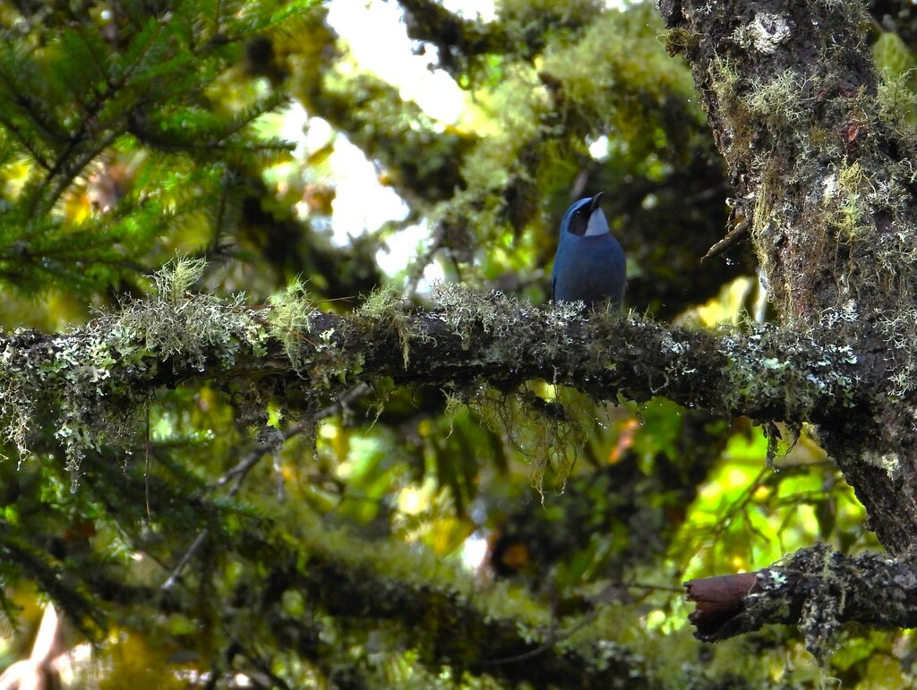 Dwarf Jay from Ixtlán de Juárez, Oax., México on November 28, 2023 at ...