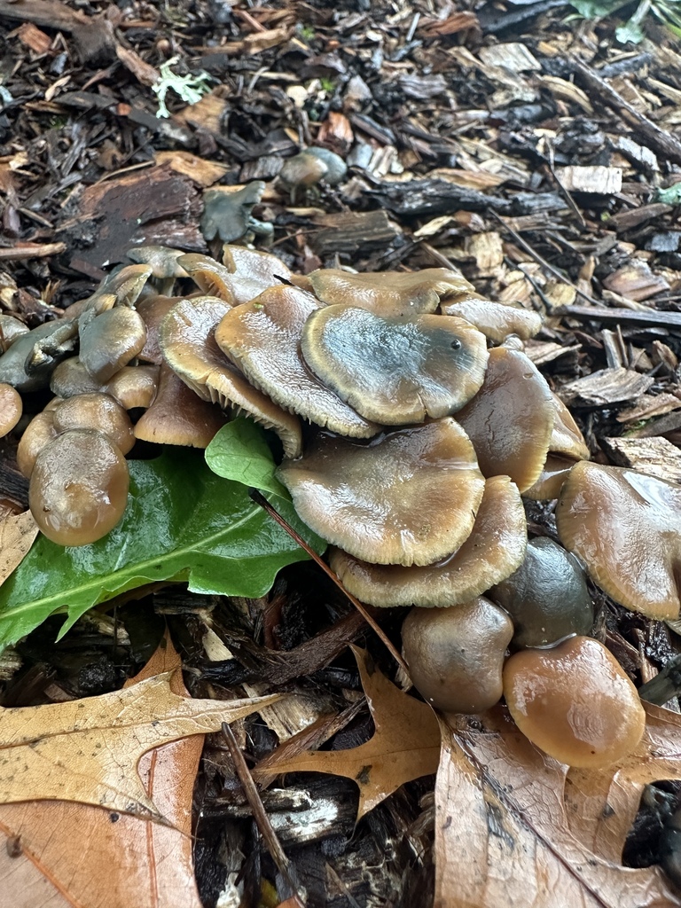 Psilocybe baeocystis from Spruance Blvd, Everett, WA, US on December 03 ...