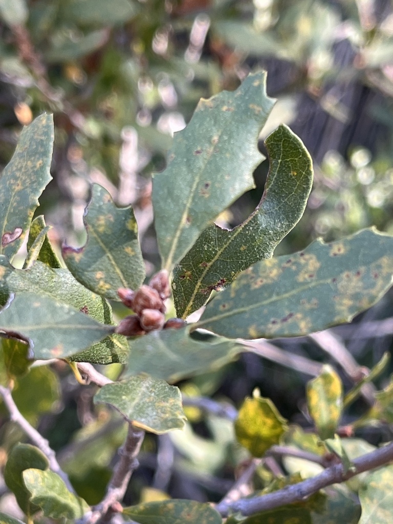 Torrey's Hybrid Oak from Mission Trails Regional Park, San Diego, CA ...
