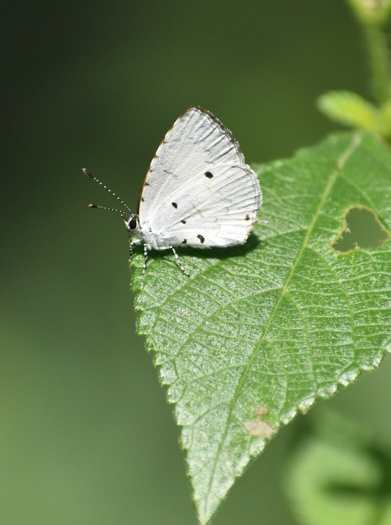 Malayan from VJJJ+2MP, Barkoli Range, Uttarakhand 243201, India on ...