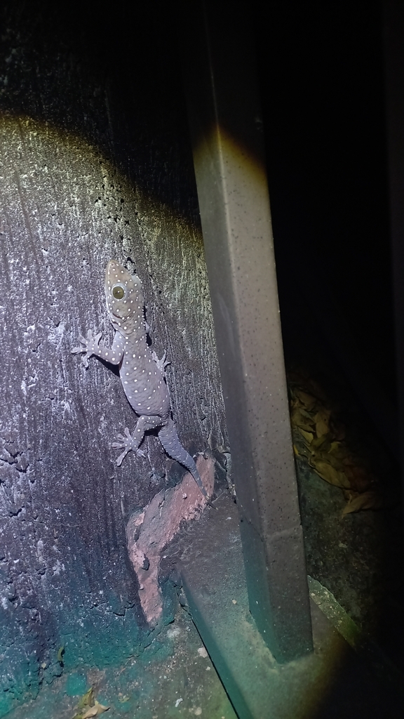 Starry Tokay Gecko in December 2023 by Paisin Lekcharoen · iNaturalist