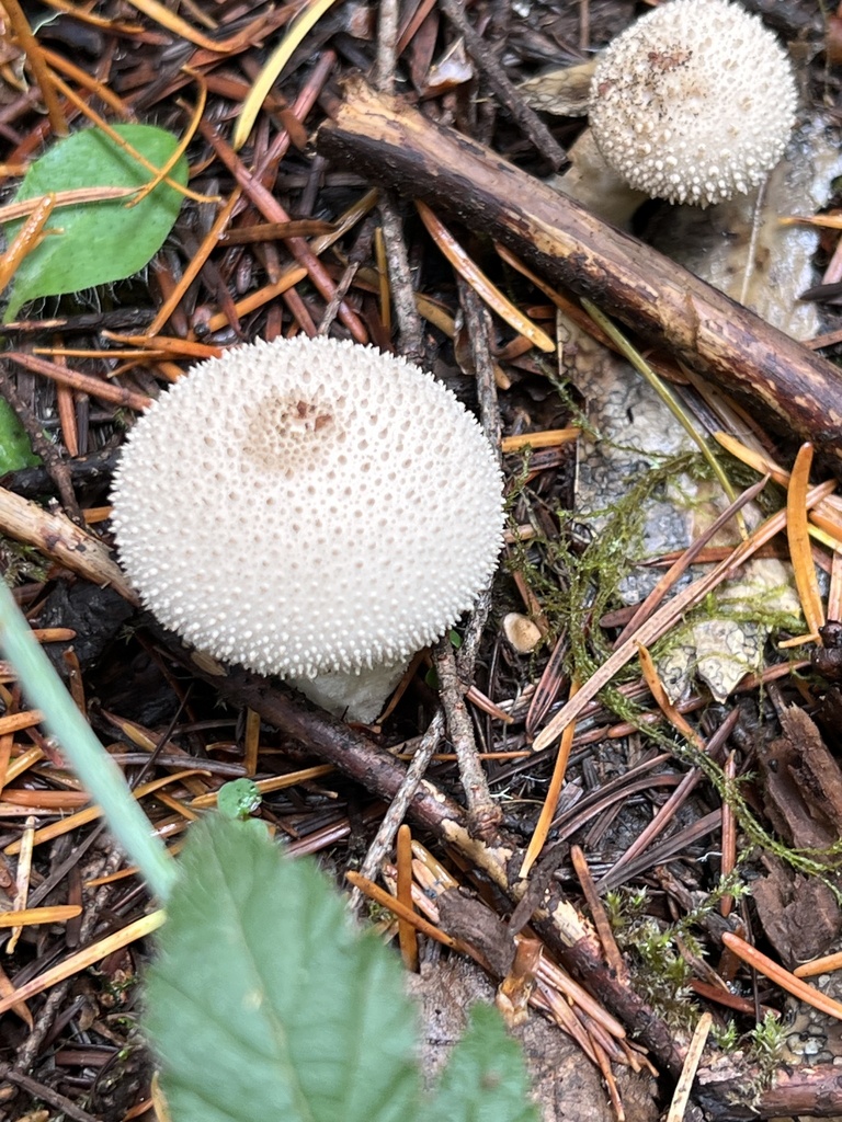 common puffball from Springfield, OR, US on October 20, 2023 at 01:38 ...
