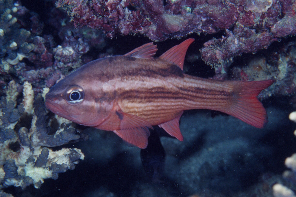 Natal Cardinalfish (Lepidamia natalensis) - Marine Life Identification