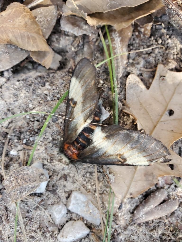 Texas Buck Moth from Glen Rose, TX 76043, USA on December 3, 2023 at 10 ...