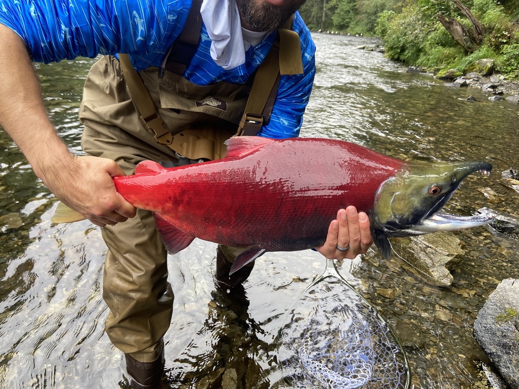 Tamaño De Salmón Rojo