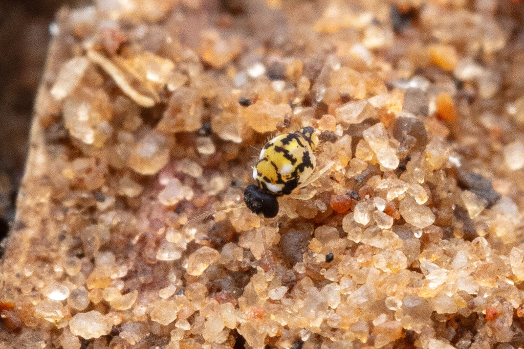 Globular Springtails from Frio County, TX, USA on October 14, 2023 at ...