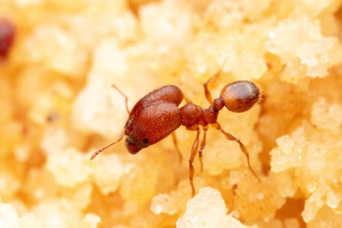(Pheidole soritis)