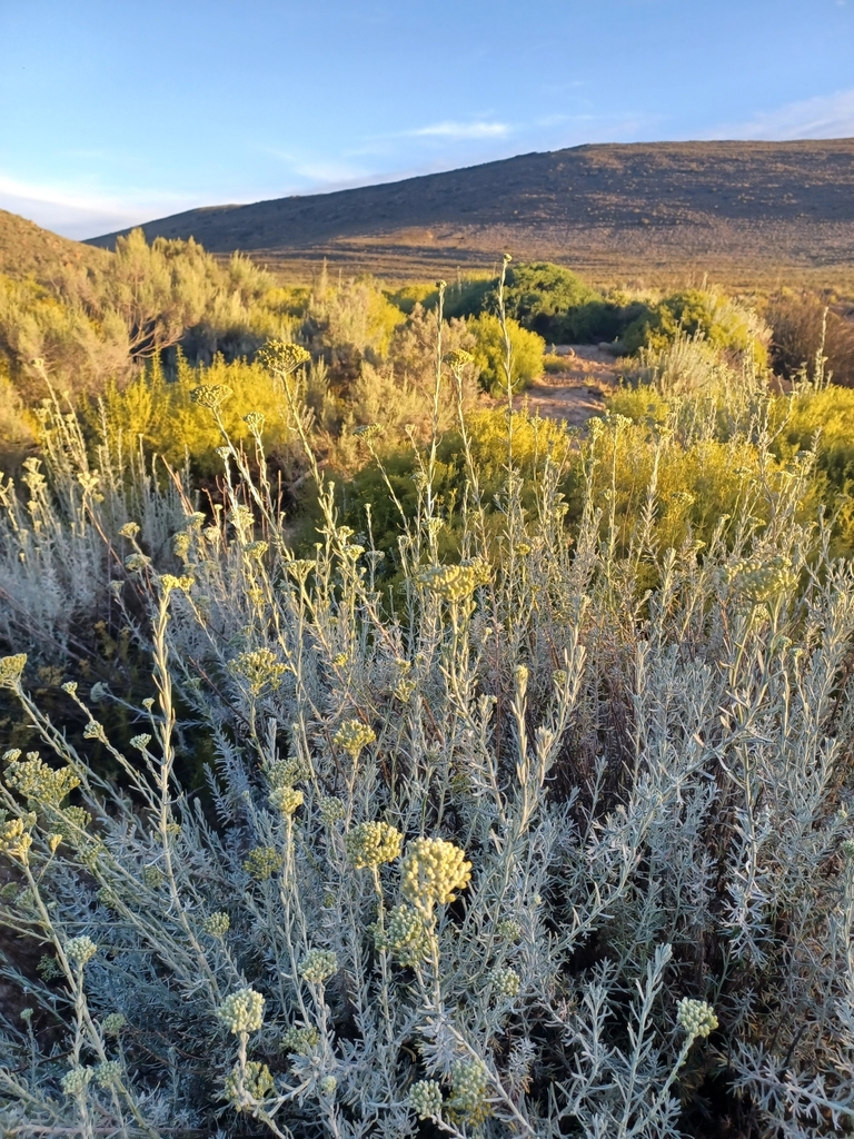 Grey Everlasting from Langeberg Local Municipality, South Africa on ...