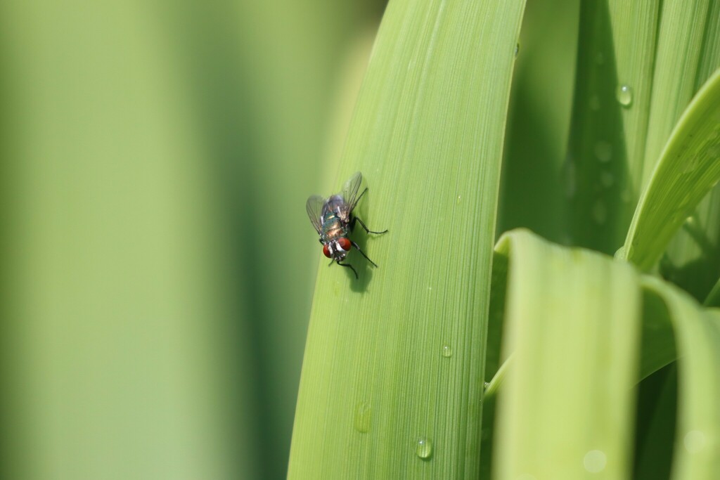 Greenbottle Flies from Brisbane QLD, Australia on December 2, 2023 at ...
