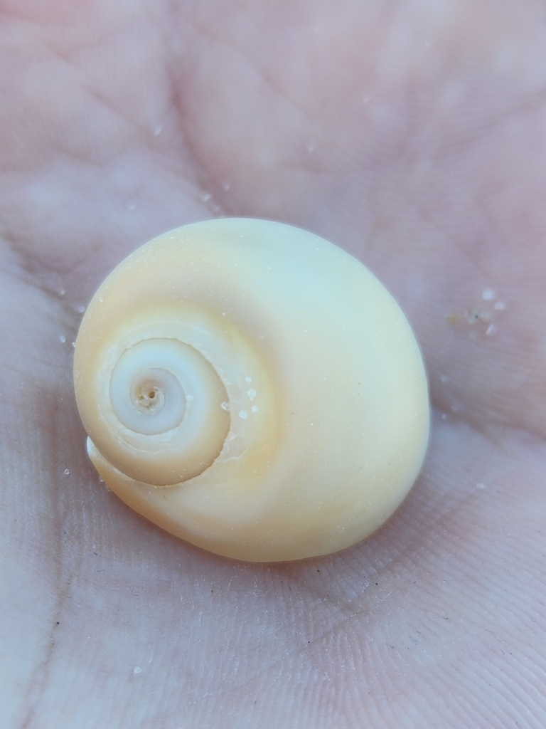 Bladder Moon Snail from Sans Souci NSW 2219, Australia on December 4 ...