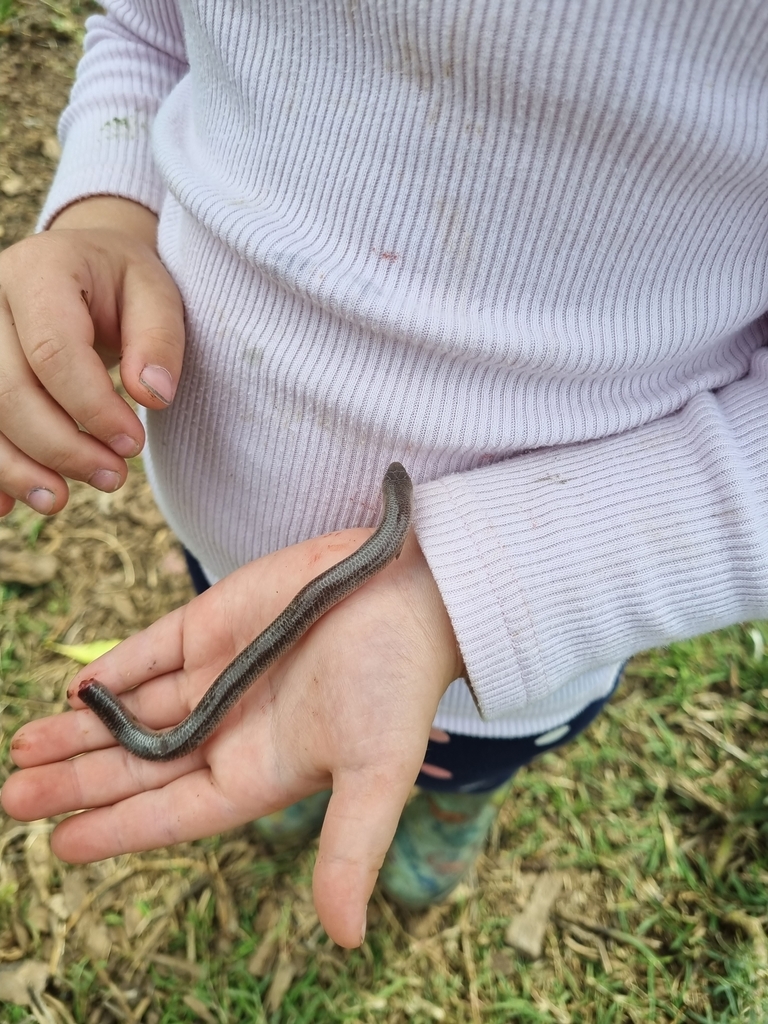Skinks from Attunga NSW 2345, Australia on September 19, 2022 at 11:25 ...