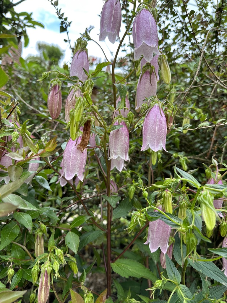 Spotted bellflower from North Island, 馬塔馬塔, 懷卡托, NZ on December 4, 2023 ...
