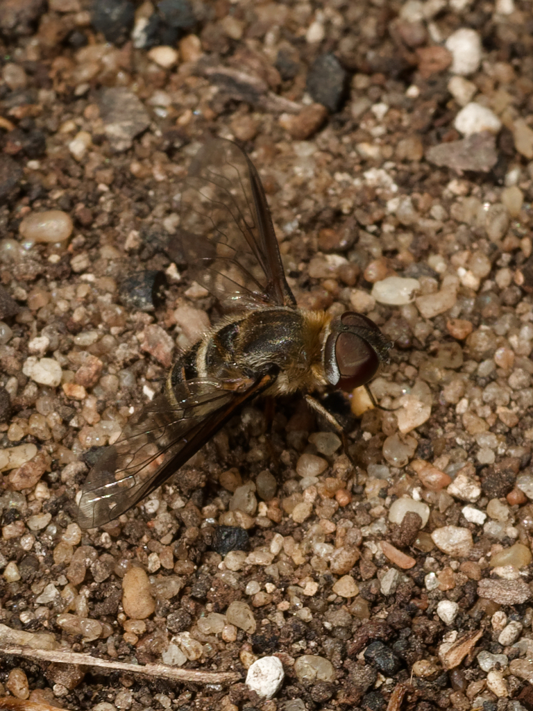 banded bee flies from Perth WA, Australia on December 2, 2023 at 11:52 ...