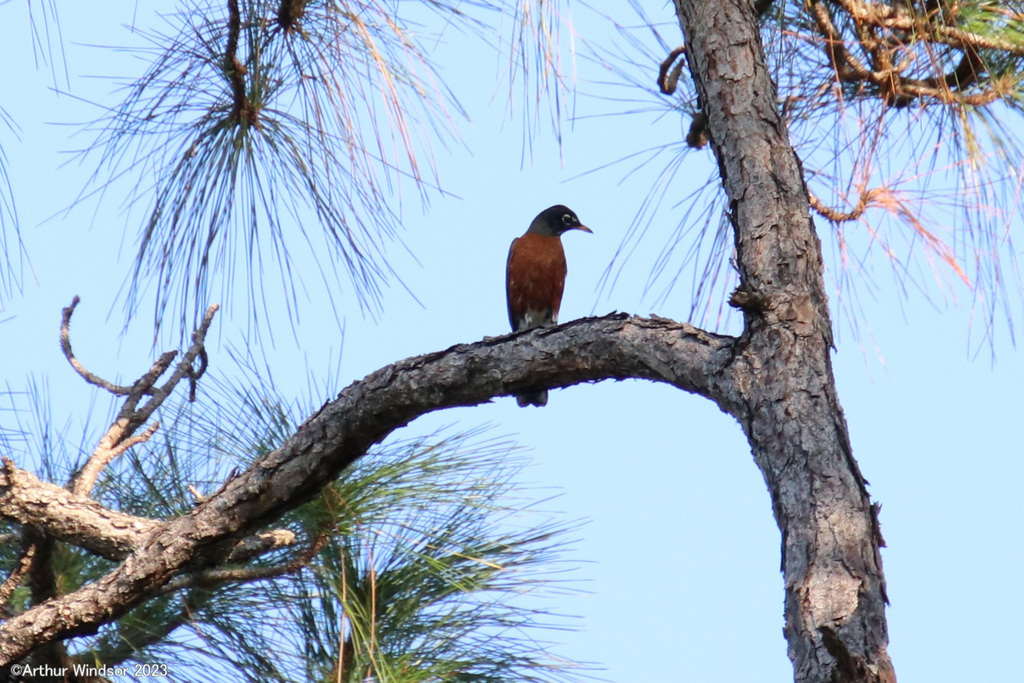 American Robin from John C. and Mariana Jones/Hungryland Wildlife and ...