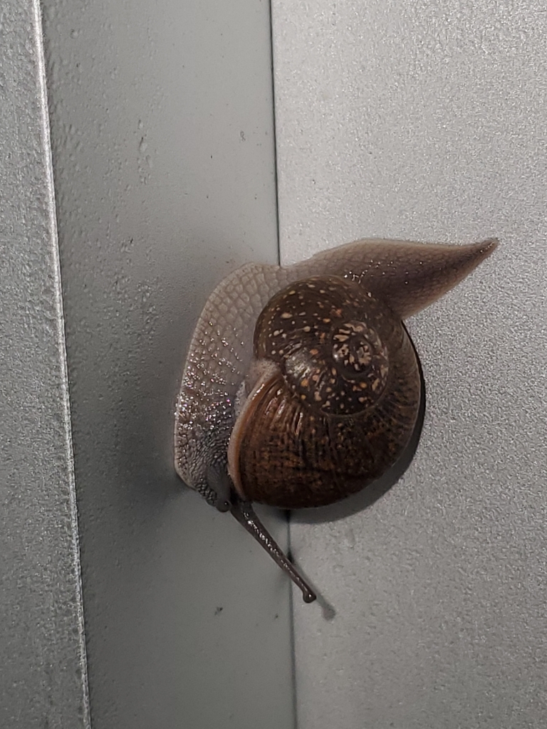 Cuban Brown Snail from 37th St S + 38th Ave S, St. Petersburg, FL 33711 ...
