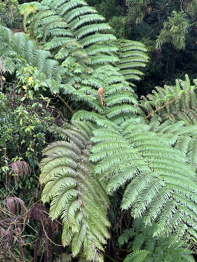 Flying Spider Monkey Tree Fern from 臺灣島, 員山鄉, ILA, TW on December 3 ...