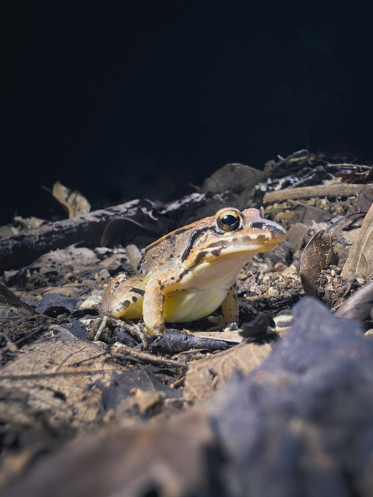 Turbo White-lipped Frog from Calle Cerro Los Coyotes, Santa Cruz ...