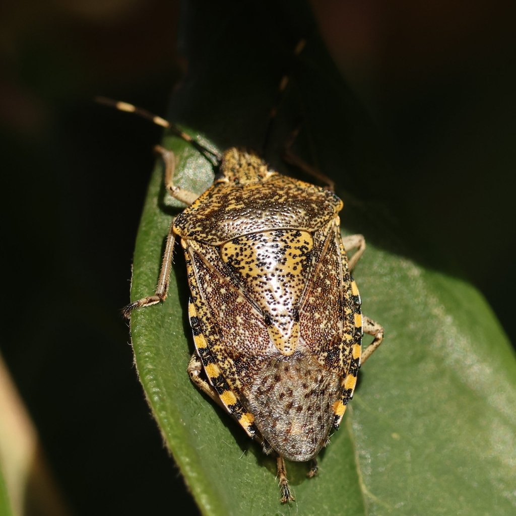 Mottled Stink Bug from Charneca, 1750 Lisboa, Portugal on December 4 ...
