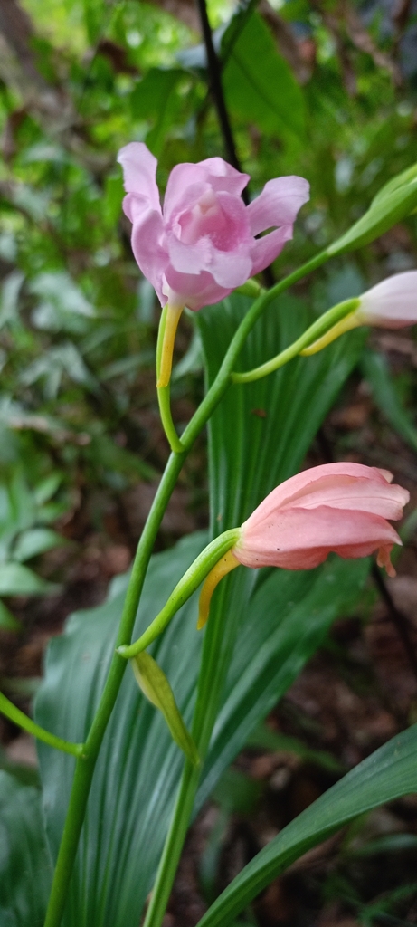 plants from Wakro, Arunachal Pradesh 792102, India on November 17, 2023 ...