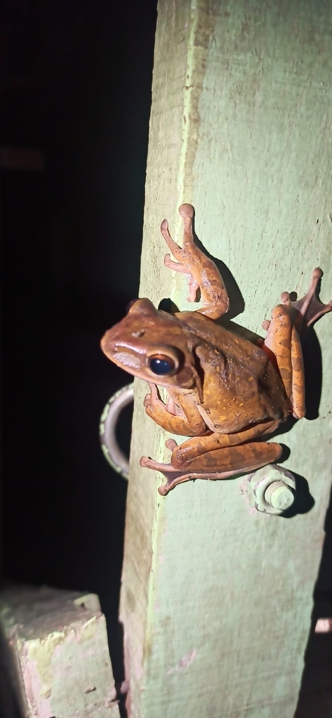 whipping frogs from JHJ9+CFR Boxa & Jayanti Beat .., Buxa Forest, West ...
