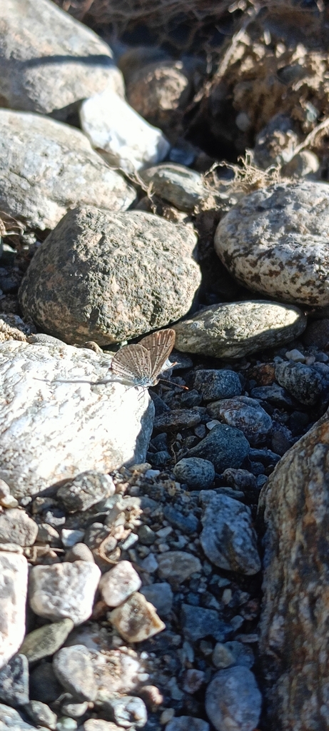 Lesser Grass Blue from Wakro, Arunachal Pradesh 792102, India on ...