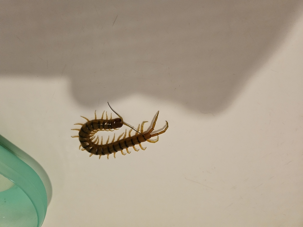 Caribbean Giant Centipede from Caibarien, Cuba on December 04, 2023 at ...