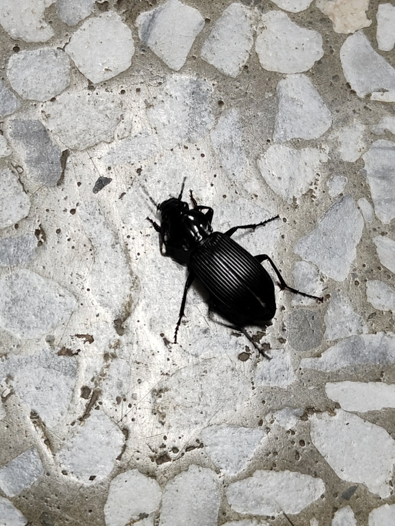 Lesticus from 泰源幽谷 on December 4, 2023 at 09:50 PM by Ating HSIEH ...