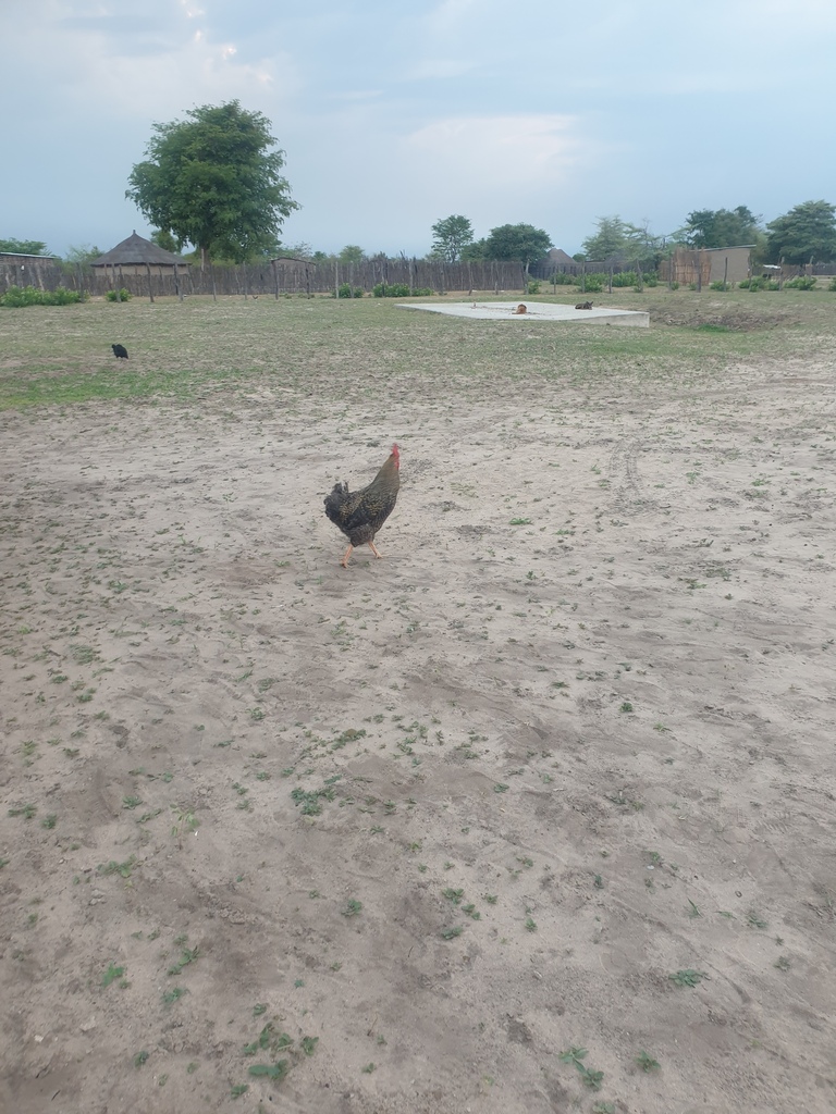 Domestic Chicken from Zambezi Region, Namibia on November 26, 2023 at ...